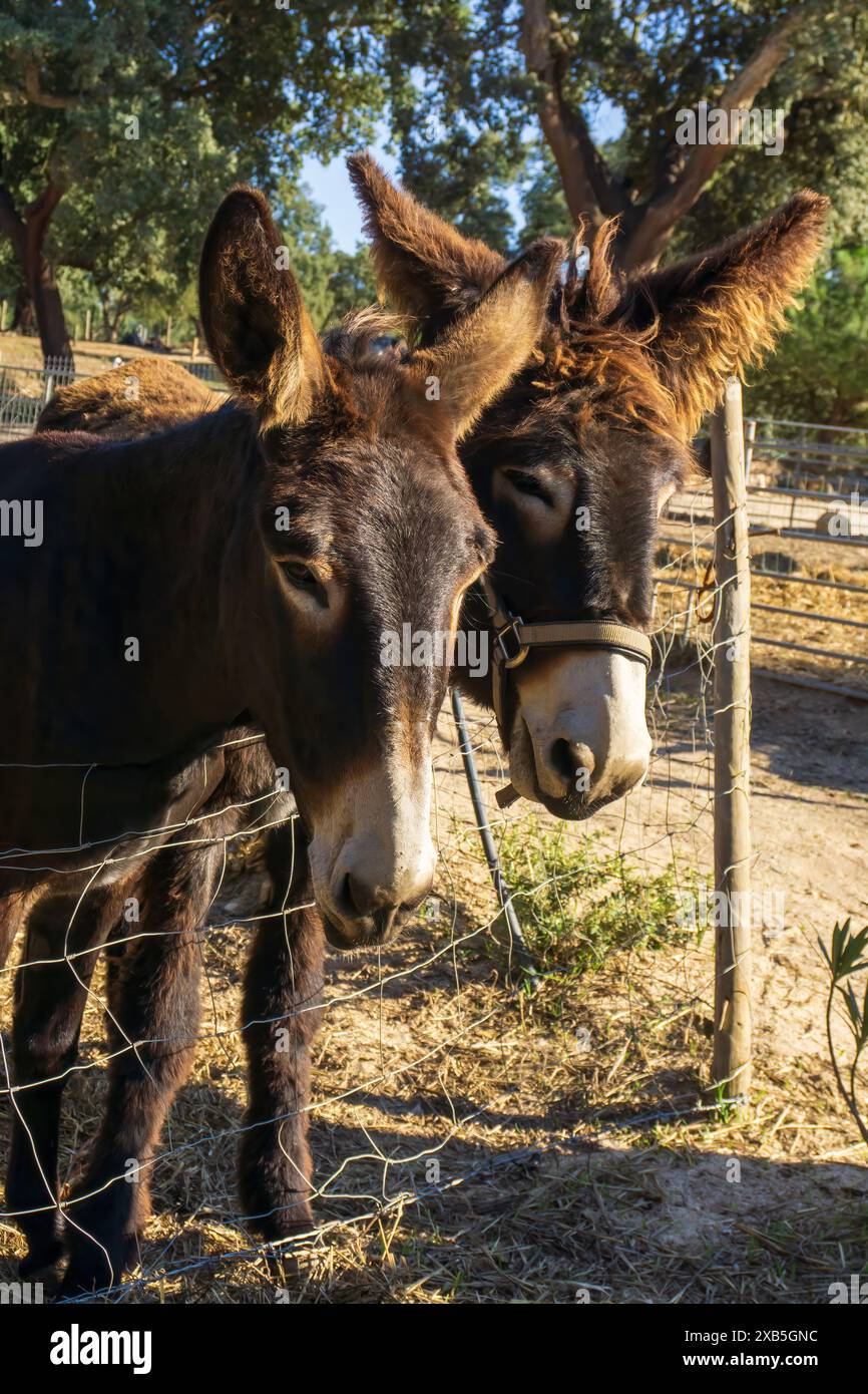 Brown Catalan donkey in a beige bridle with long hair on his ears on a ...