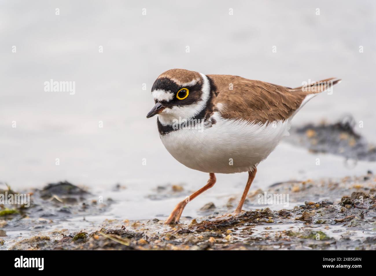 Little ringed plover in natural habitat. Portrait of Little ringed ...