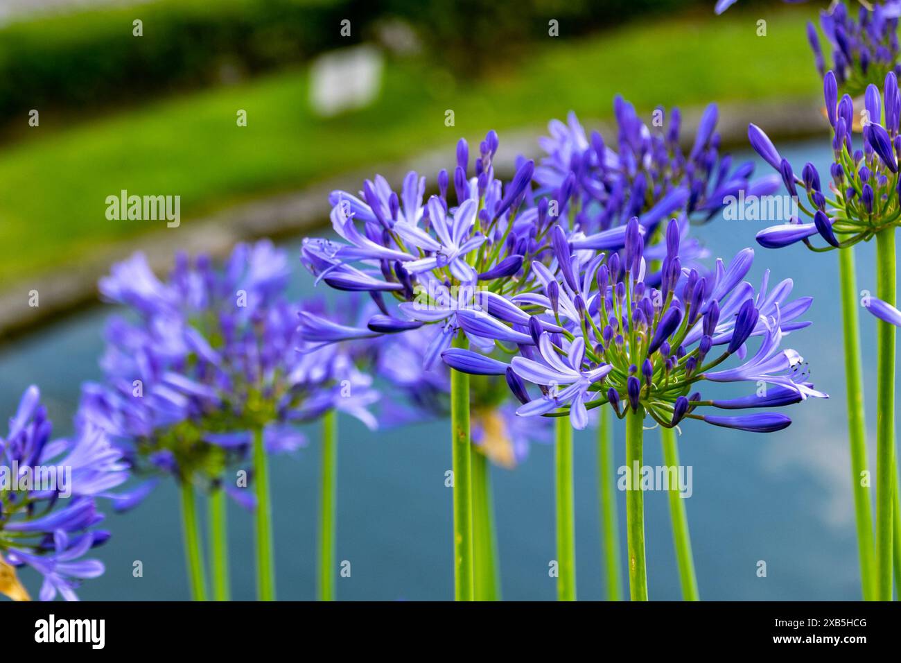 Flor del nilo hi-res stock photography and images - Alamy