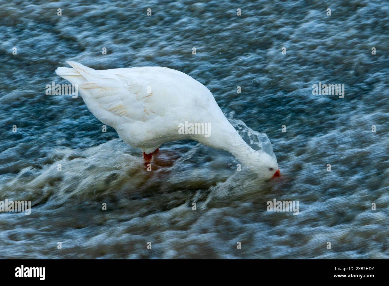 Aves naturaleza hi-res stock photography and images - Alamy