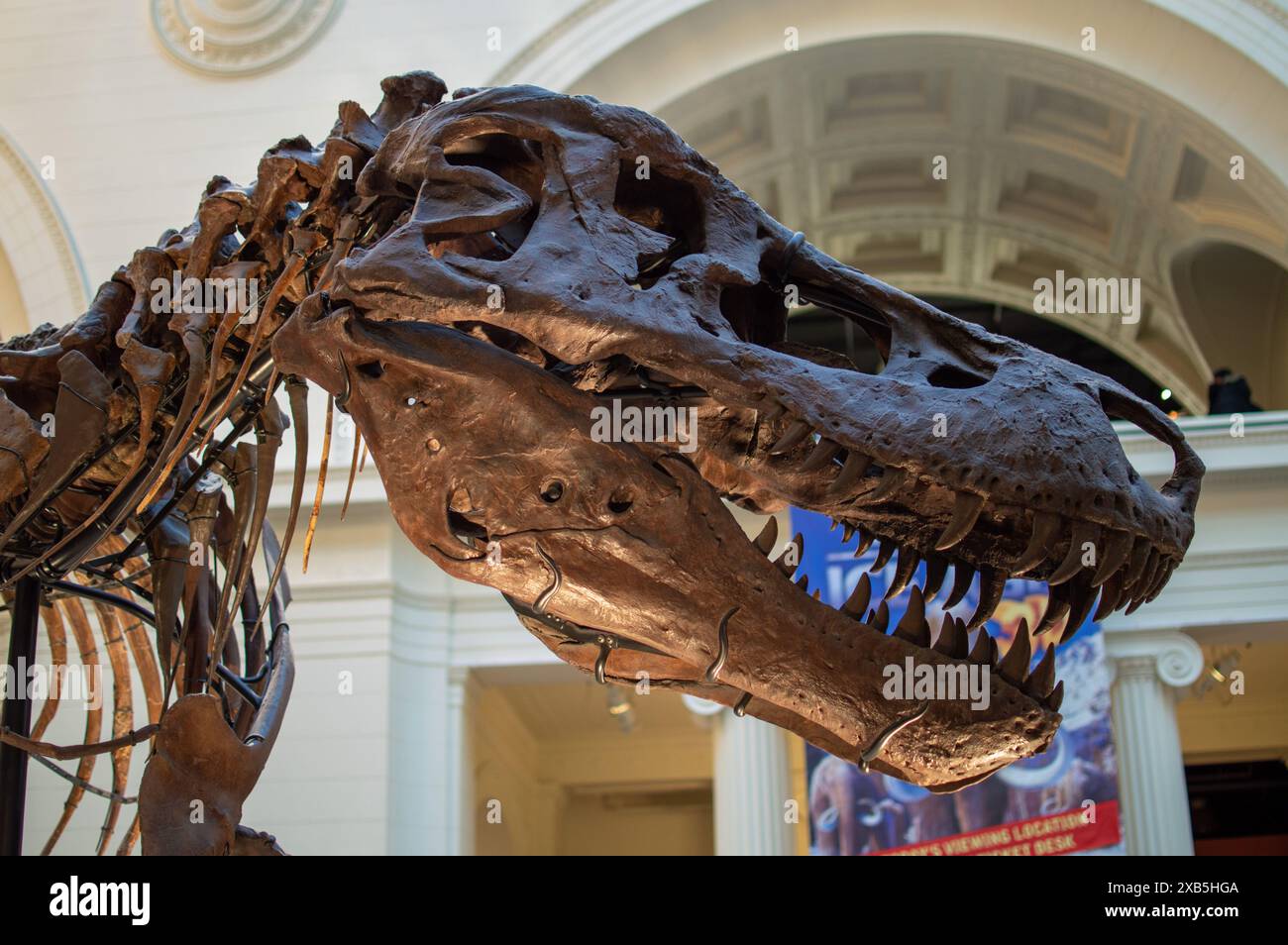 Chicago, IL - 4-10-2018: Skeleton of Sue the T-Rex in the Chicago Field ...