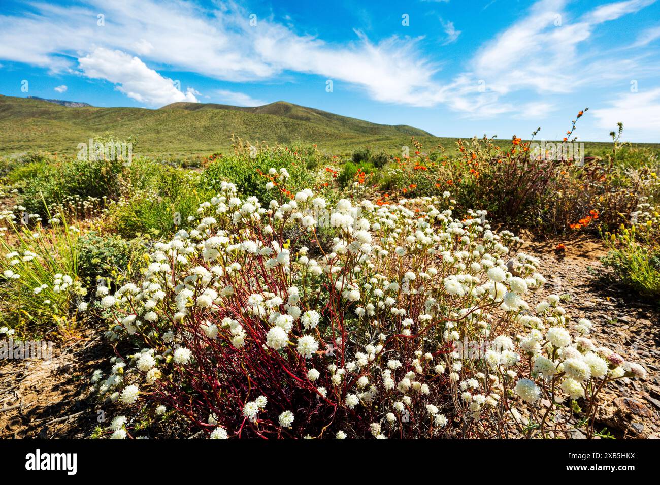 White Pebble pincushion wildflowers; Chaenactis carphoclinia; Emigrant ...