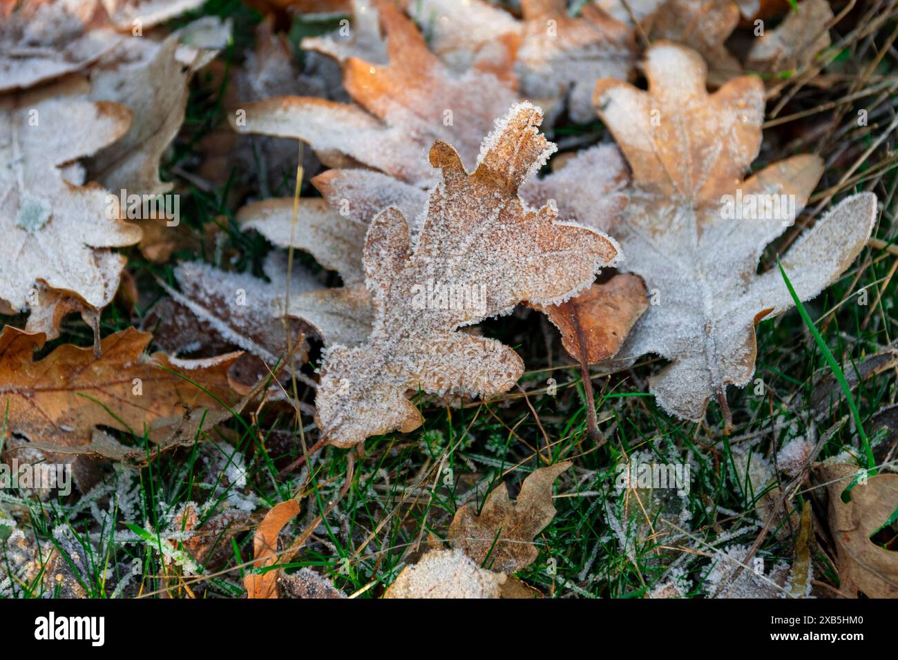 Hoja de roble hielo hi-res stock photography and images - Alamy