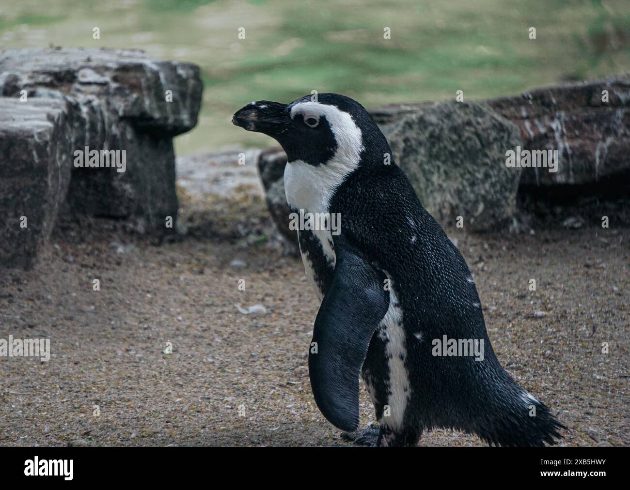 Penguin claw hi-res stock photography and images - Alamy