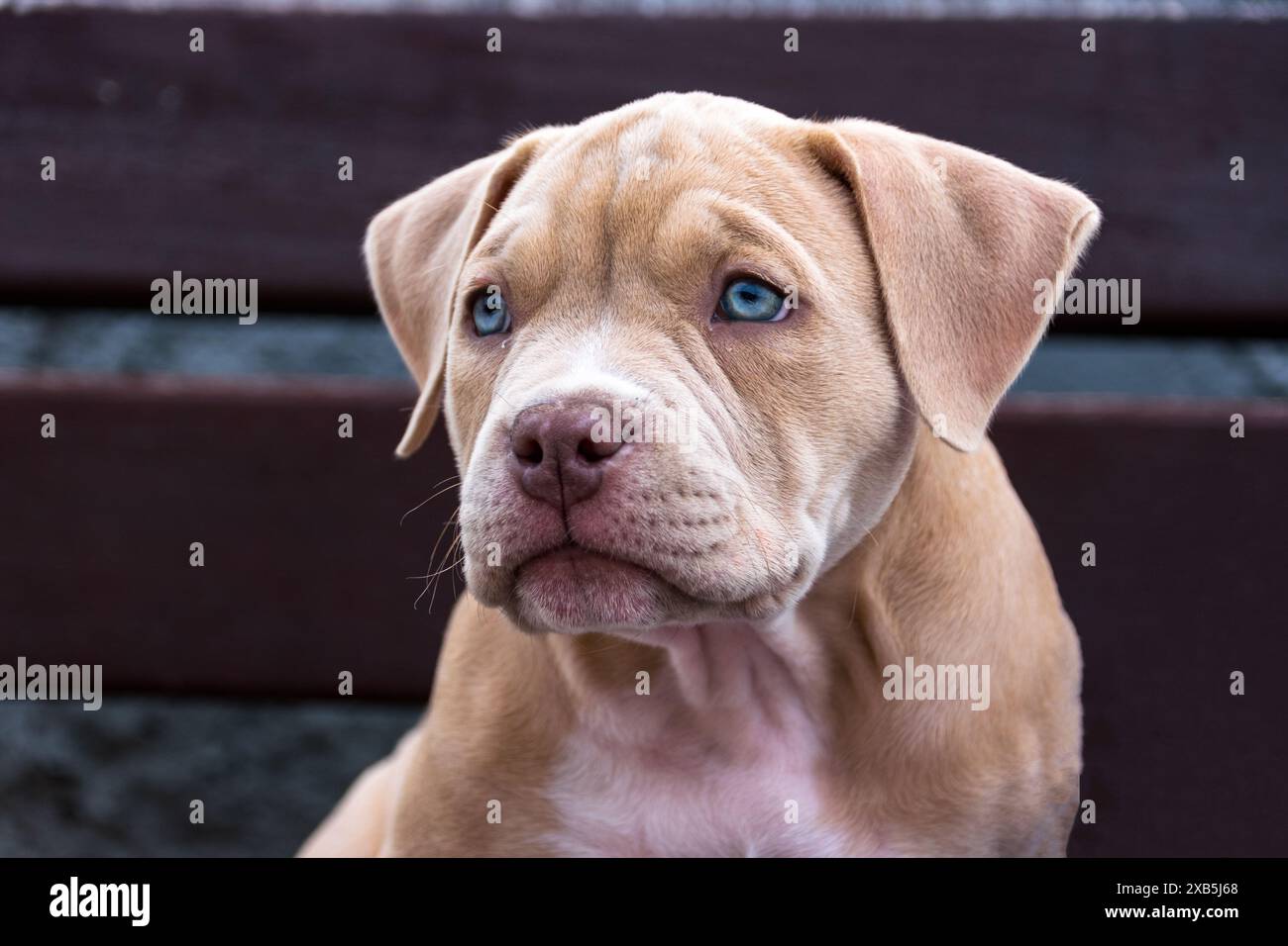 Perruna hi-res stock photography and images - Alamy