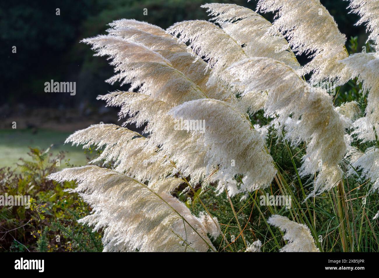 Planta de pampas hi-res stock photography and images - Alamy