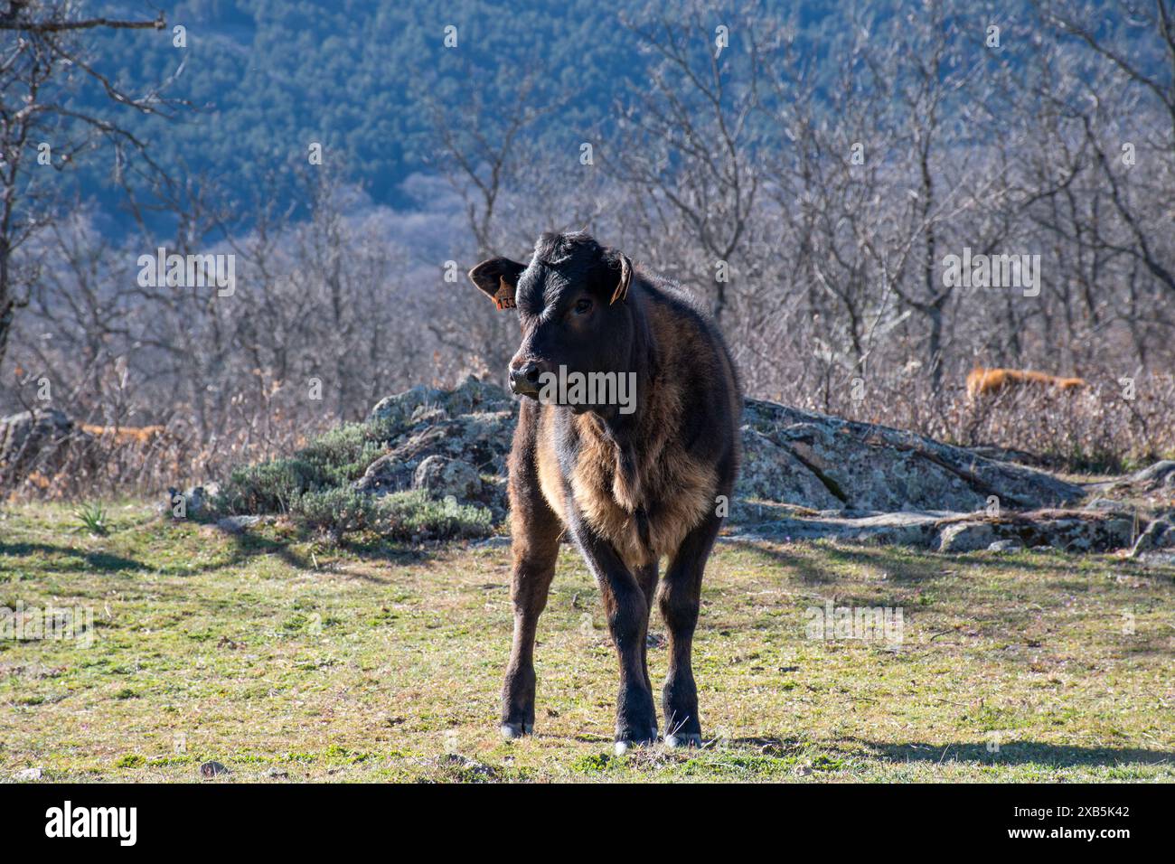 Vaca en la naturaleza hi-res stock photography and images - Alamy