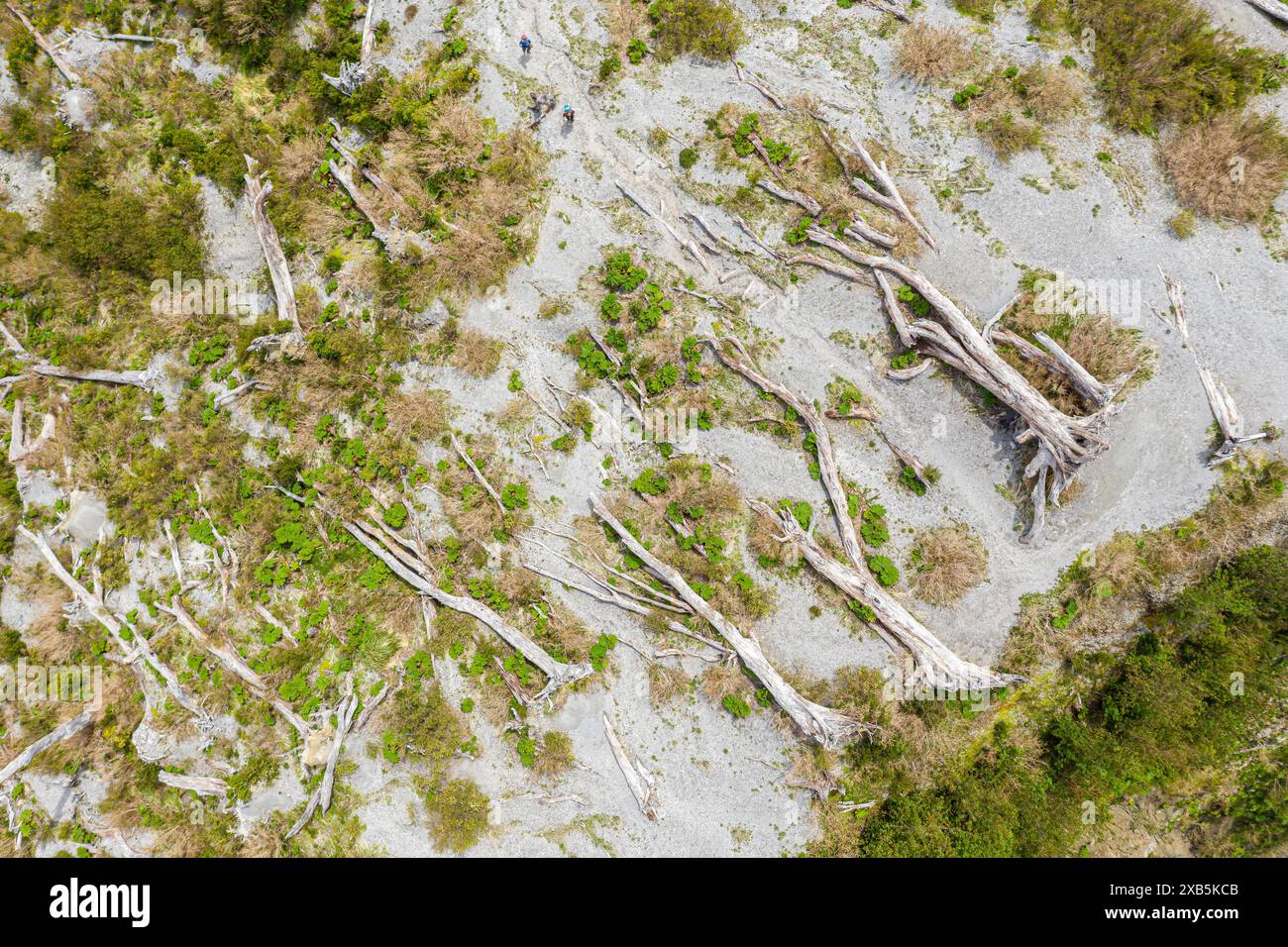 Dead trees lying flat on the ground, top viewing point, volcano Chaiten ...