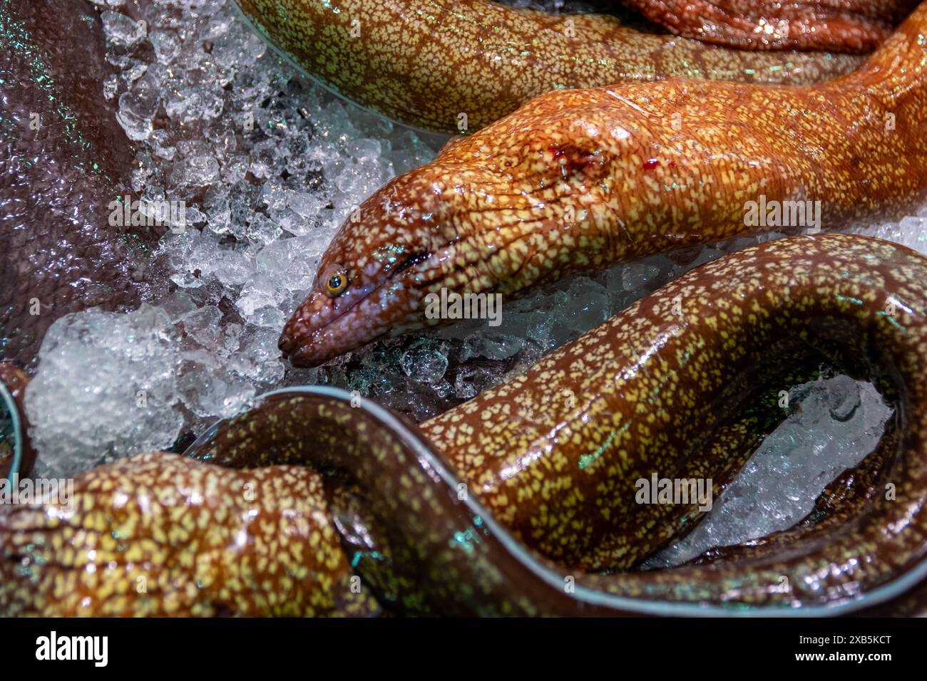 Anguila morena hi-res stock photography and images - Alamy