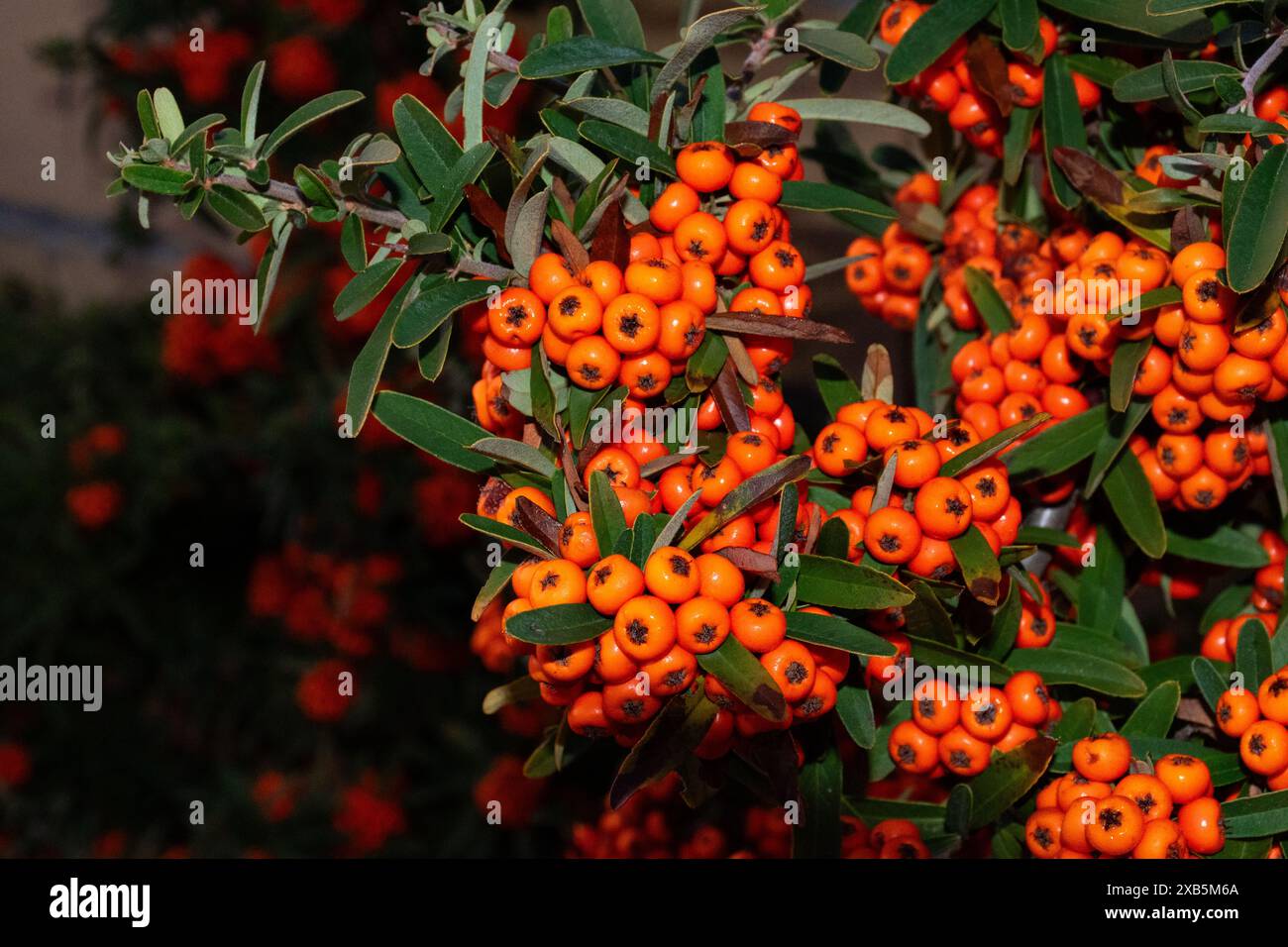Arbusto arbusto arbusto arbusto hi-res stock photography and images - Alamy