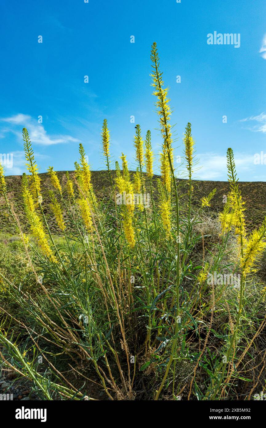 Yellow Prince's Plume wildflowers; Stanleya pinnata; Emigrant Pass ...