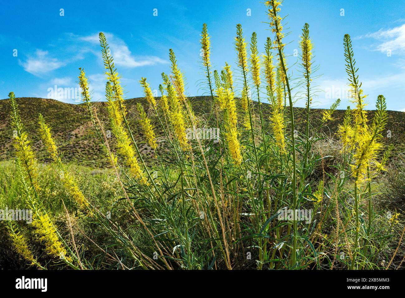 Yellow Prince's Plume wildflowers; Stanleya pinnata; Emigrant Pass ...