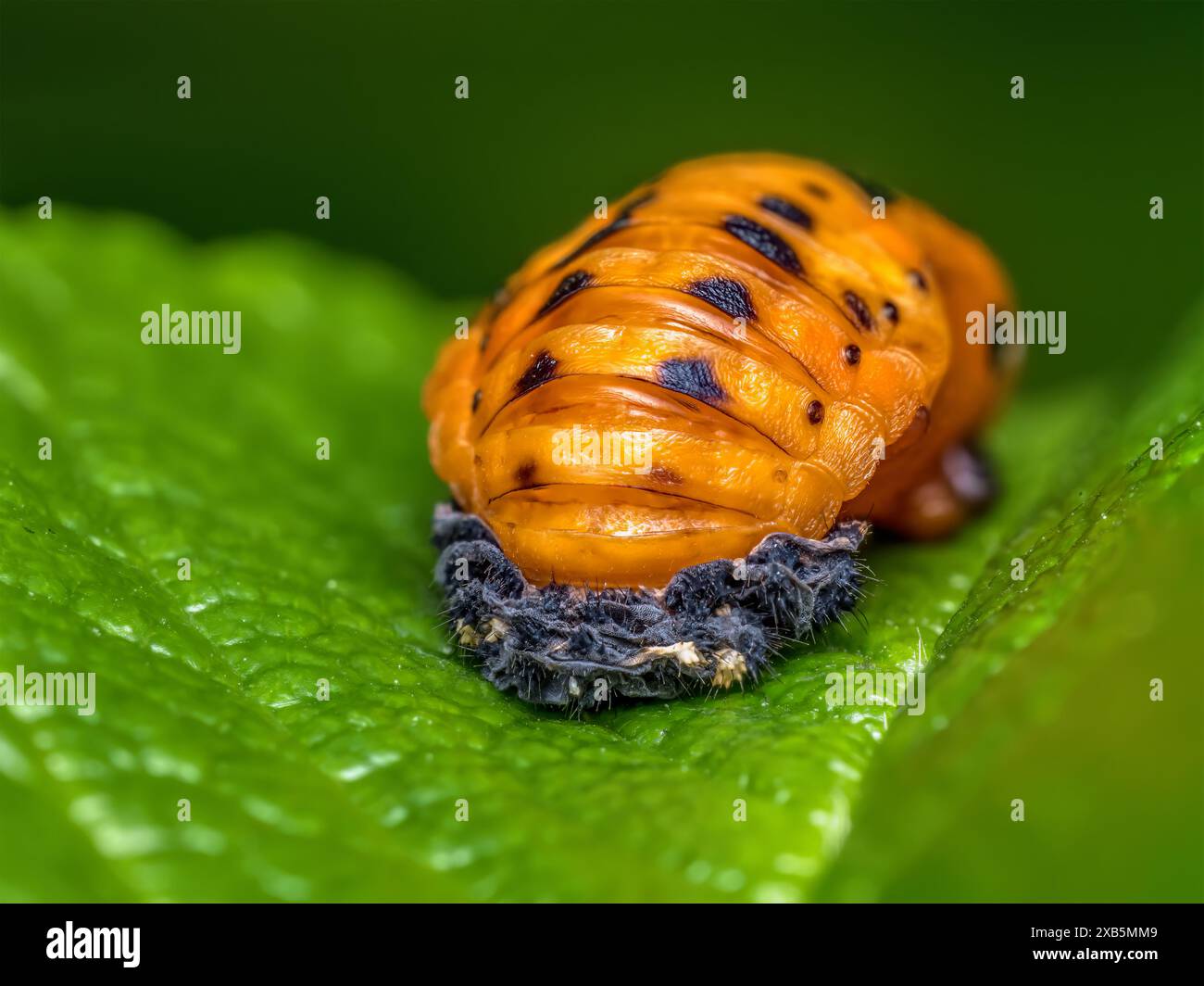 Closeup macro orange pupa hi-res stock photography and images - Alamy