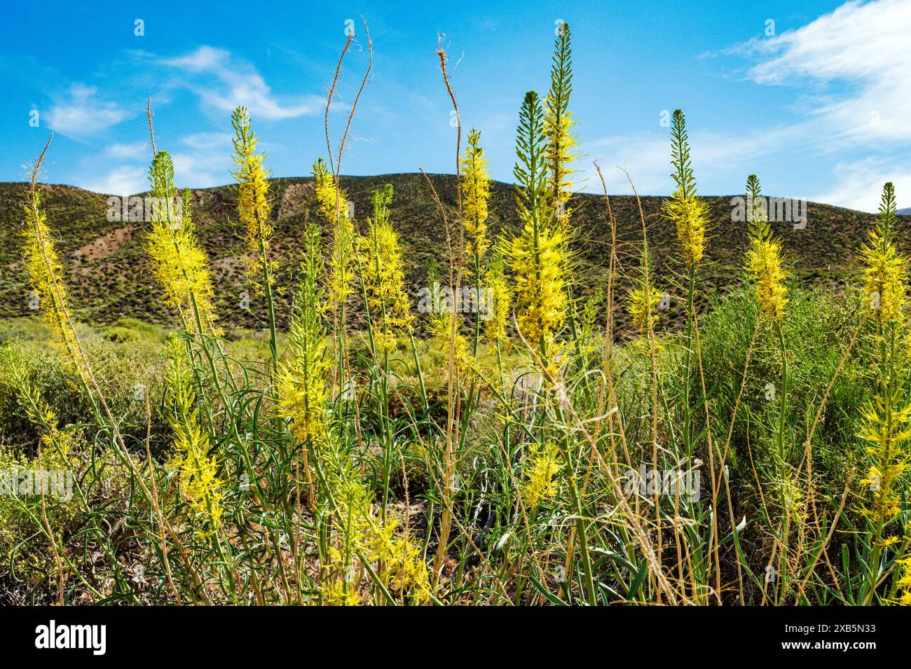 Yellow Prince's Plume wildflowers; Stanleya pinnata; Emigrant Pass ...