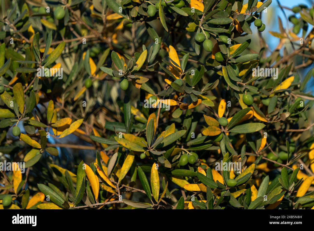 Disease in the olive tree. Olive leaf spot is a fungus with the ...