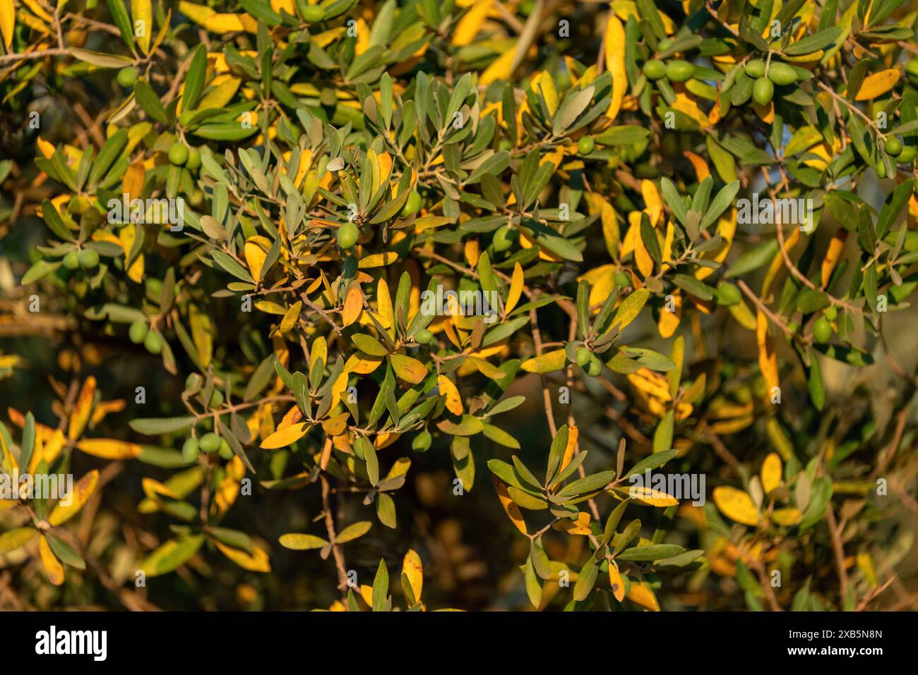Disease in the olive tree. Olive leaf spot is a fungus with the ...