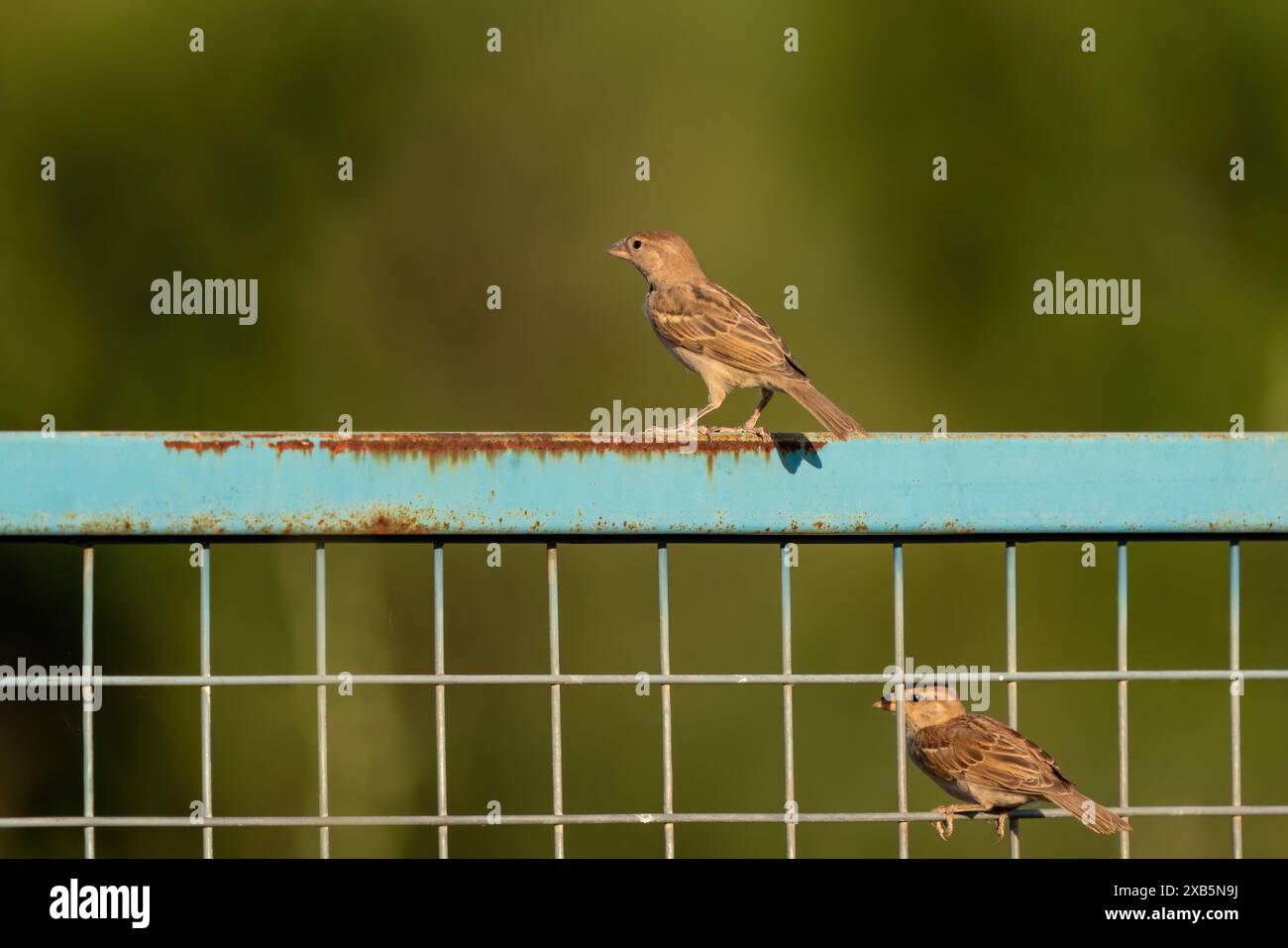 Sparrows on wires hi-res stock photography and images - Alamy
