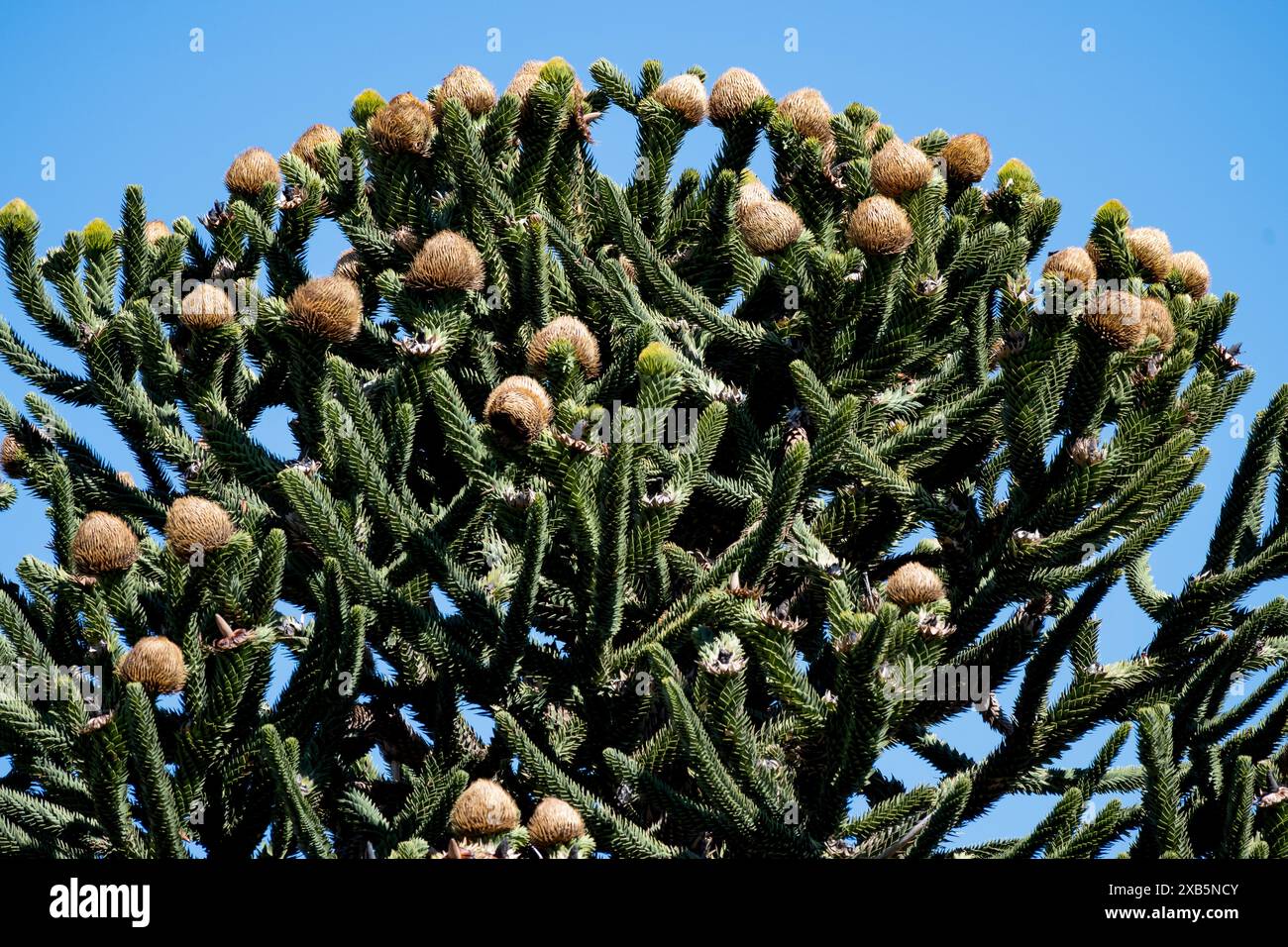Araucaria fruit hi-res stock photography and images - Alamy