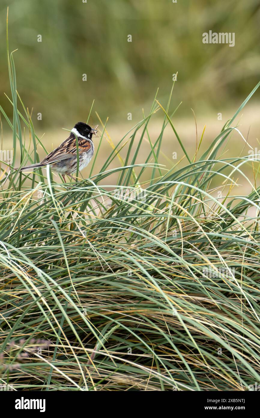 The Reed Bunting, with its striking black head and white collar, was ...