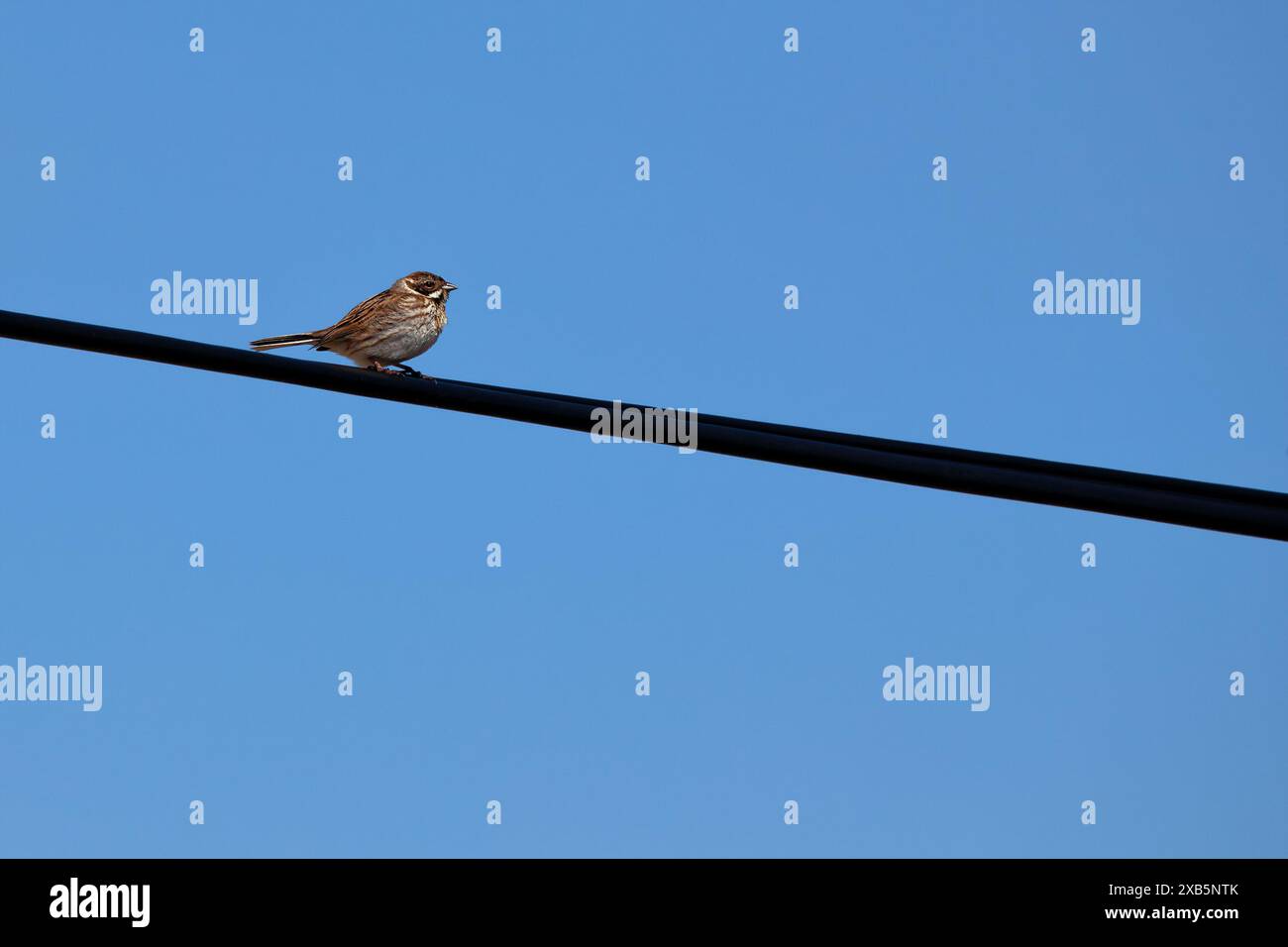 The Reed Bunting, with its striking black head and white collar, was ...