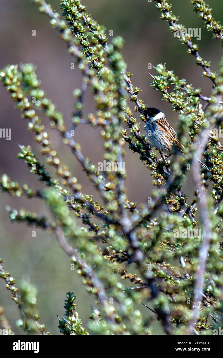 The Reed Bunting, with its striking black head and white collar, was ...