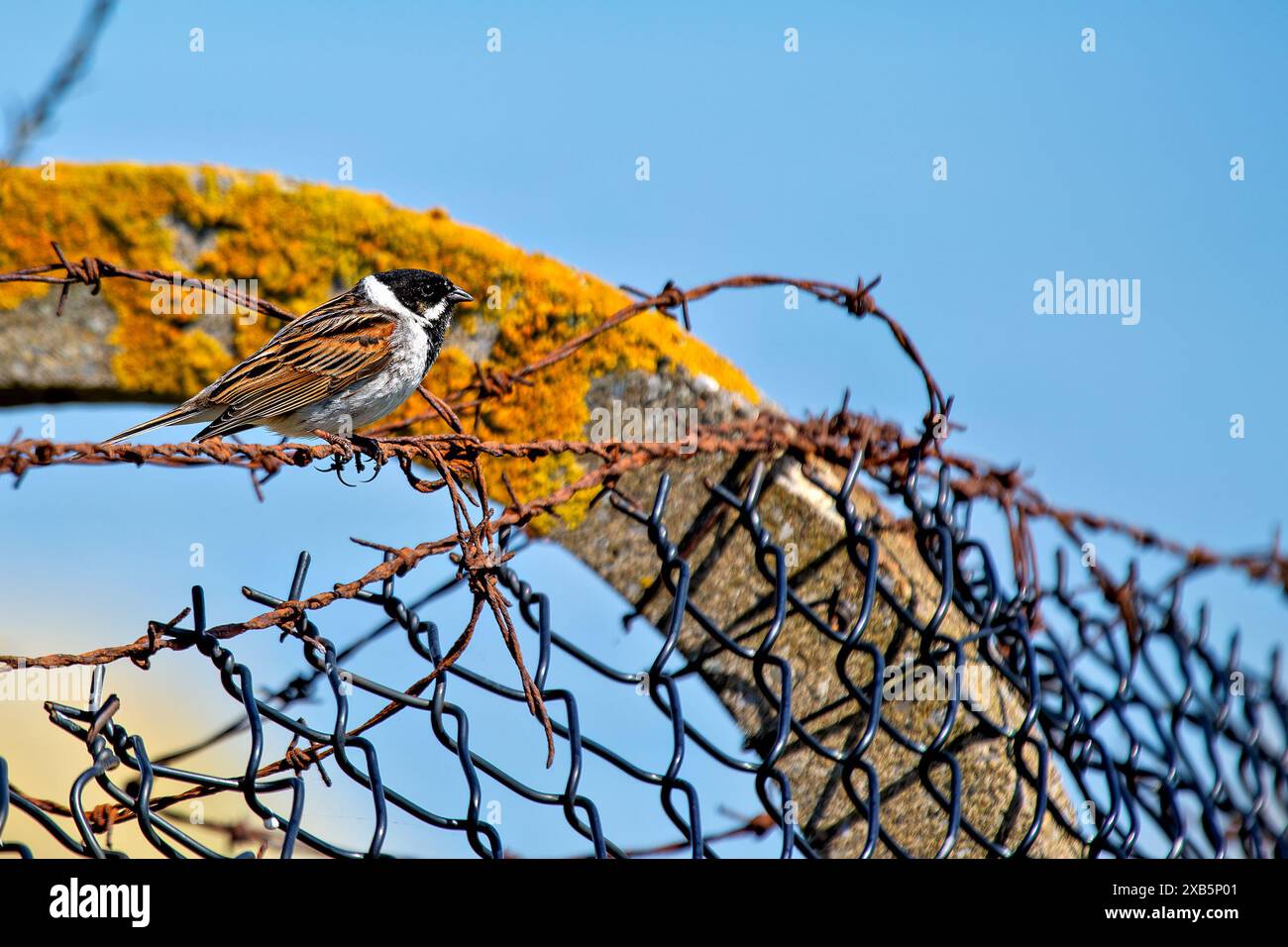 The Reed Bunting, with its striking black head and white collar, was ...