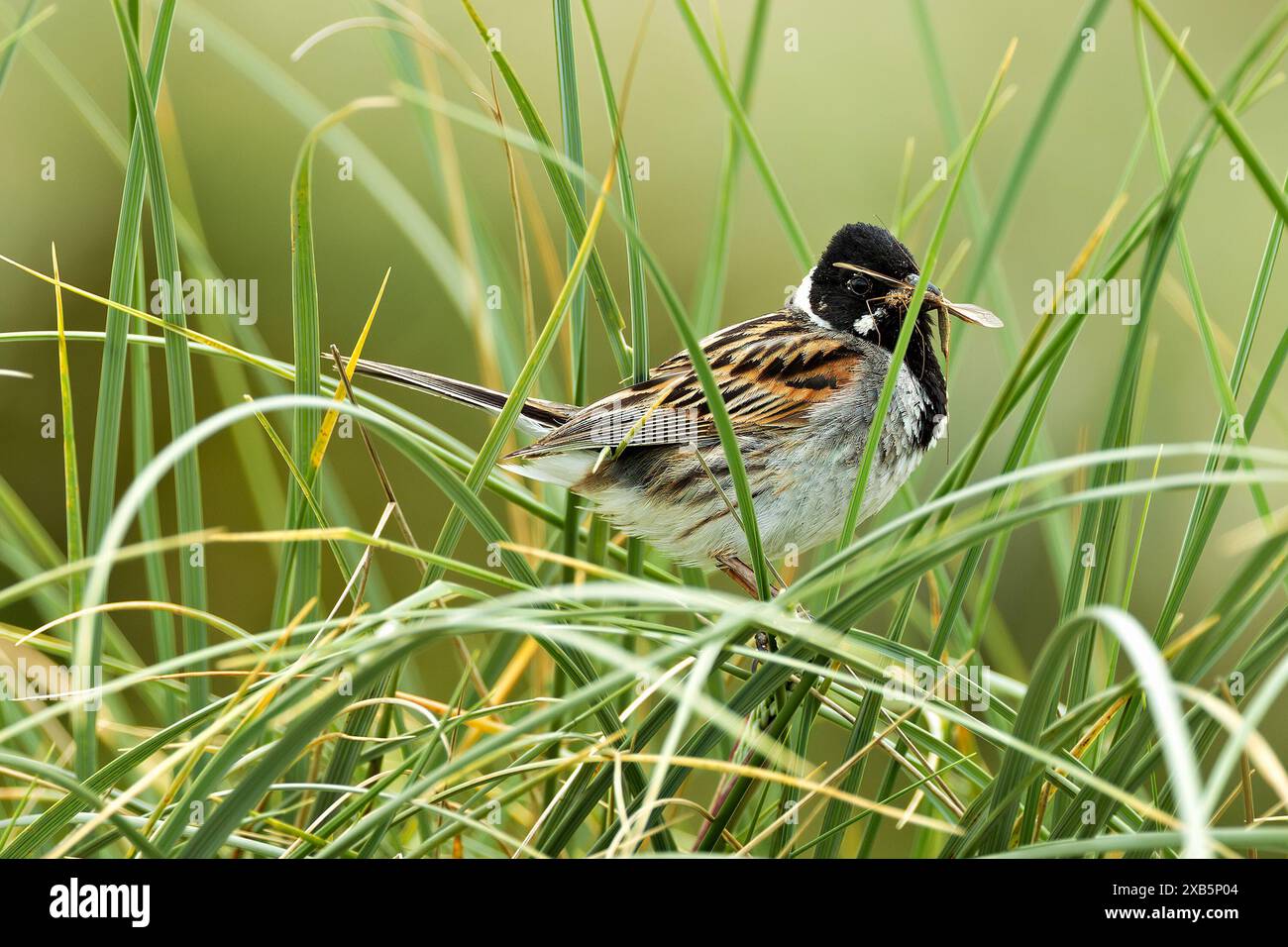 The Reed Bunting, with its striking black head and white collar, was ...