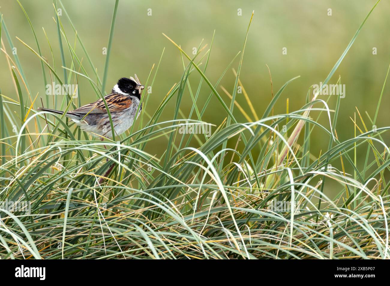 The Reed Bunting, with its striking black head and white collar, was ...