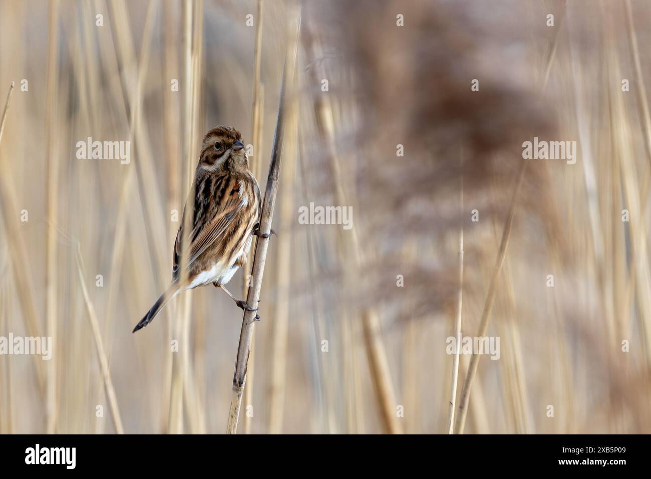 The Reed Bunting, with its striking black head and white collar, was ...