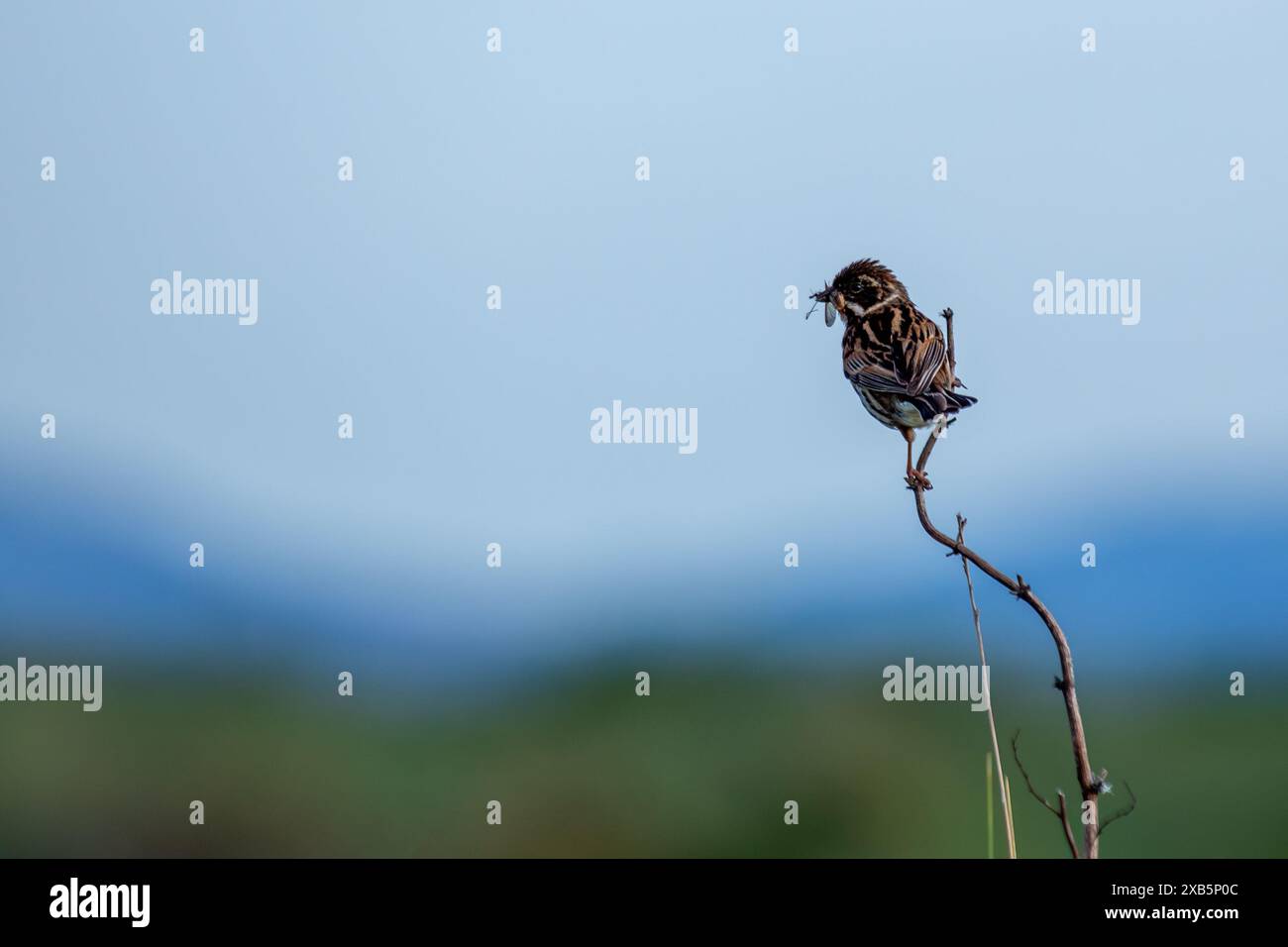The Reed Bunting, with its striking black head and white collar, was ...