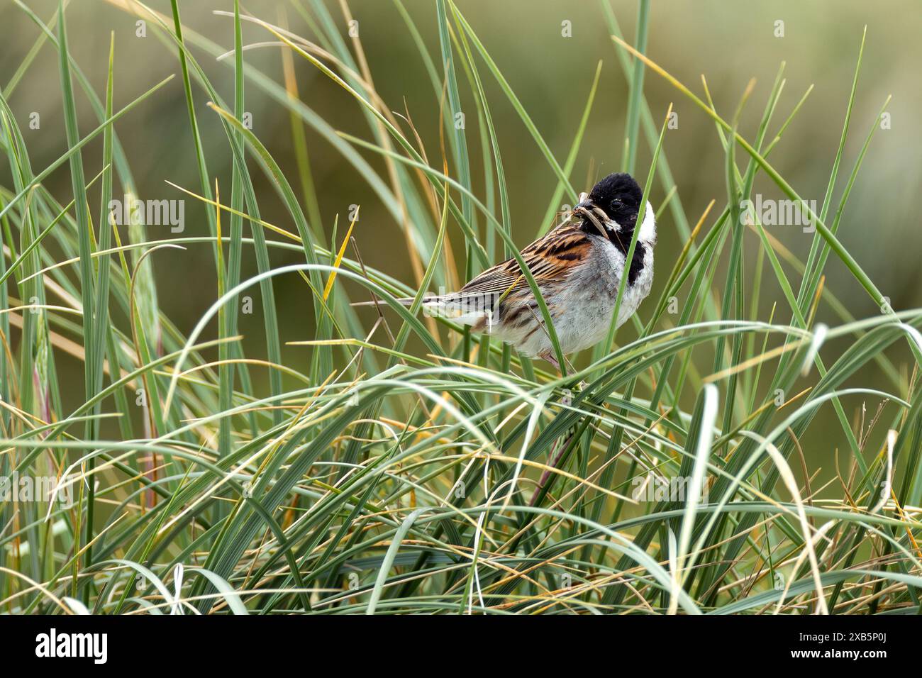 The Reed Bunting, with its striking black head and white collar, was ...