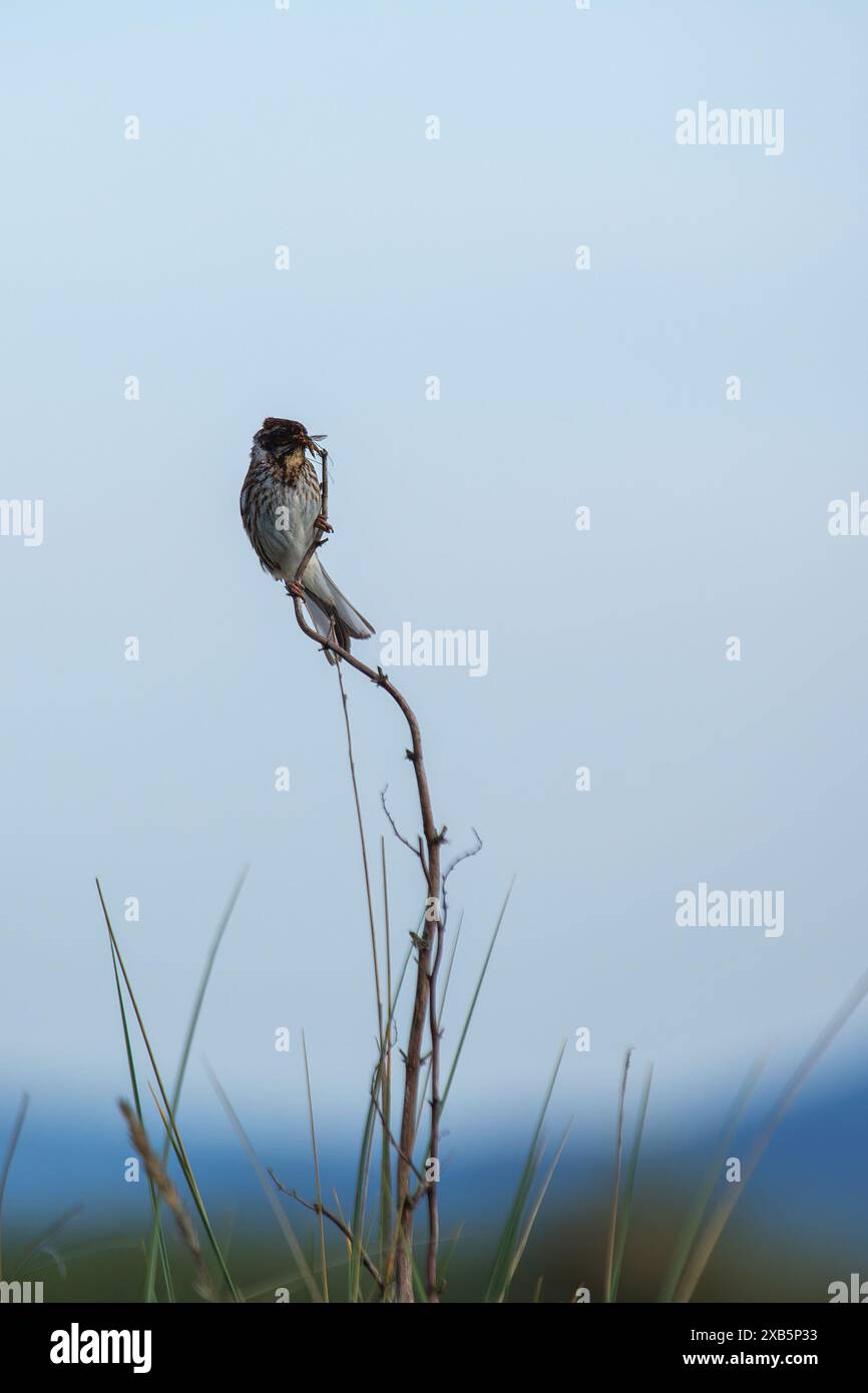 The Reed Bunting, with its striking black head and white collar, was ...