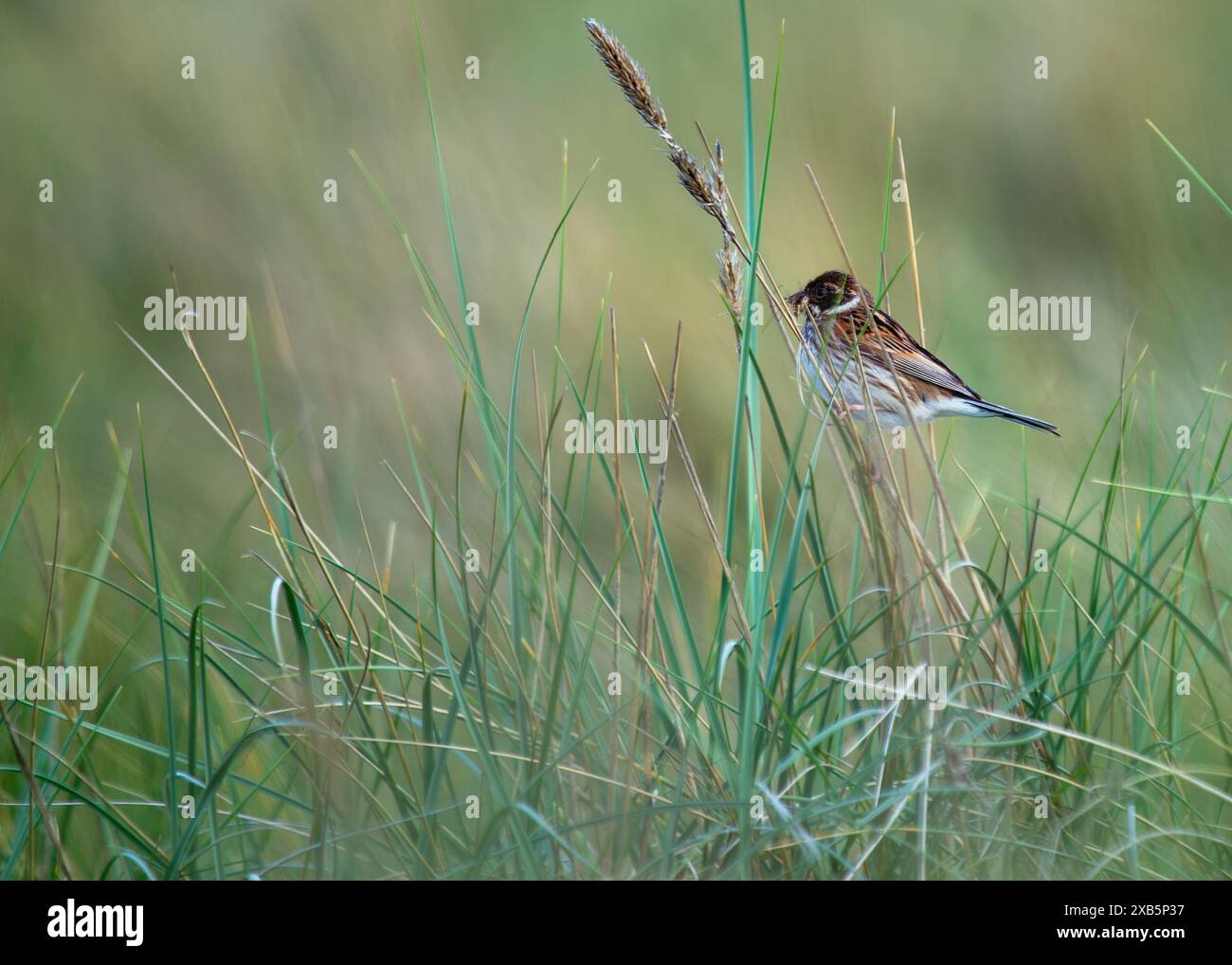 The Reed Bunting, with its striking black head and white collar, was ...