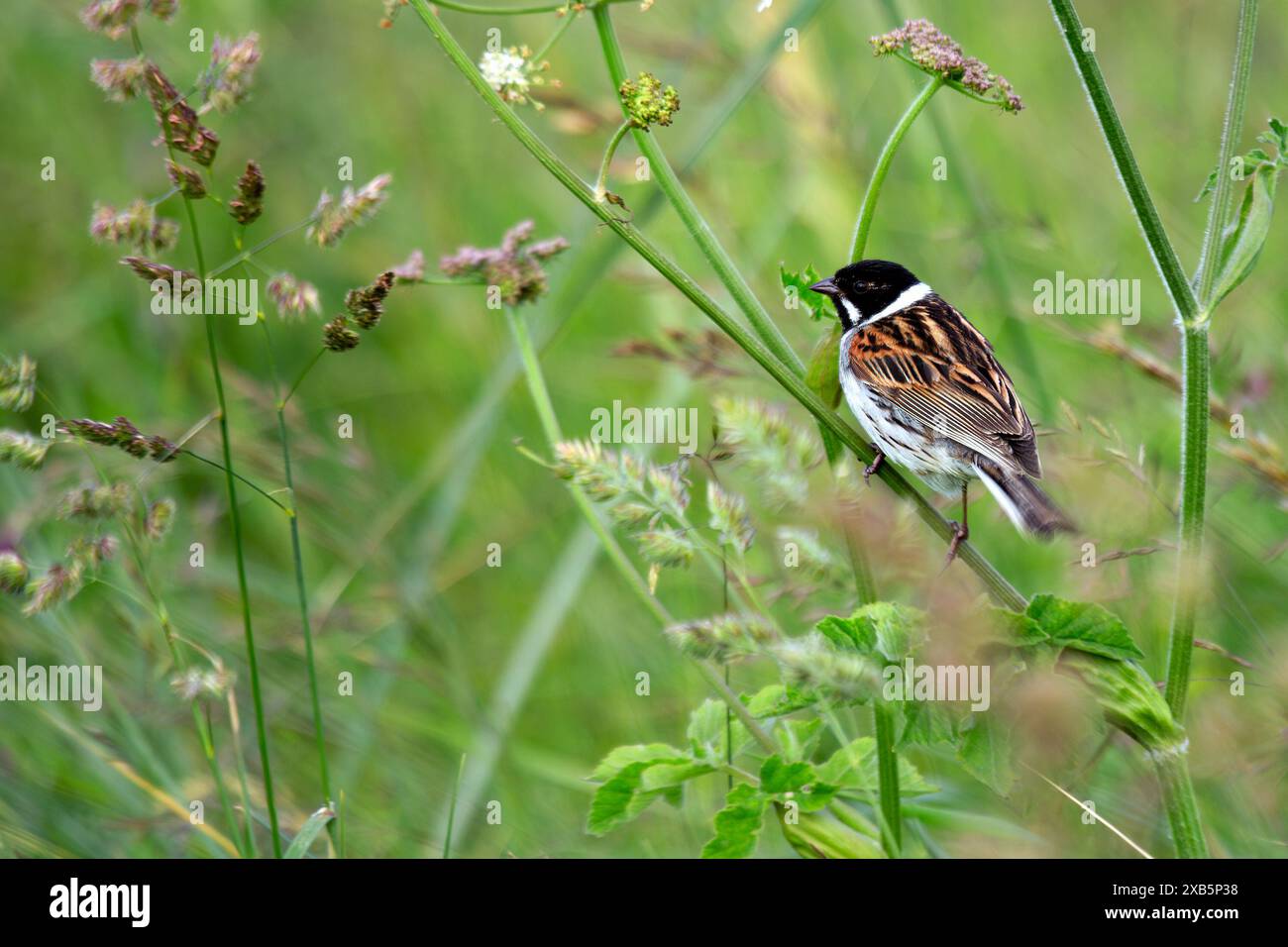 The Reed Bunting, with its striking black head and white collar, was ...