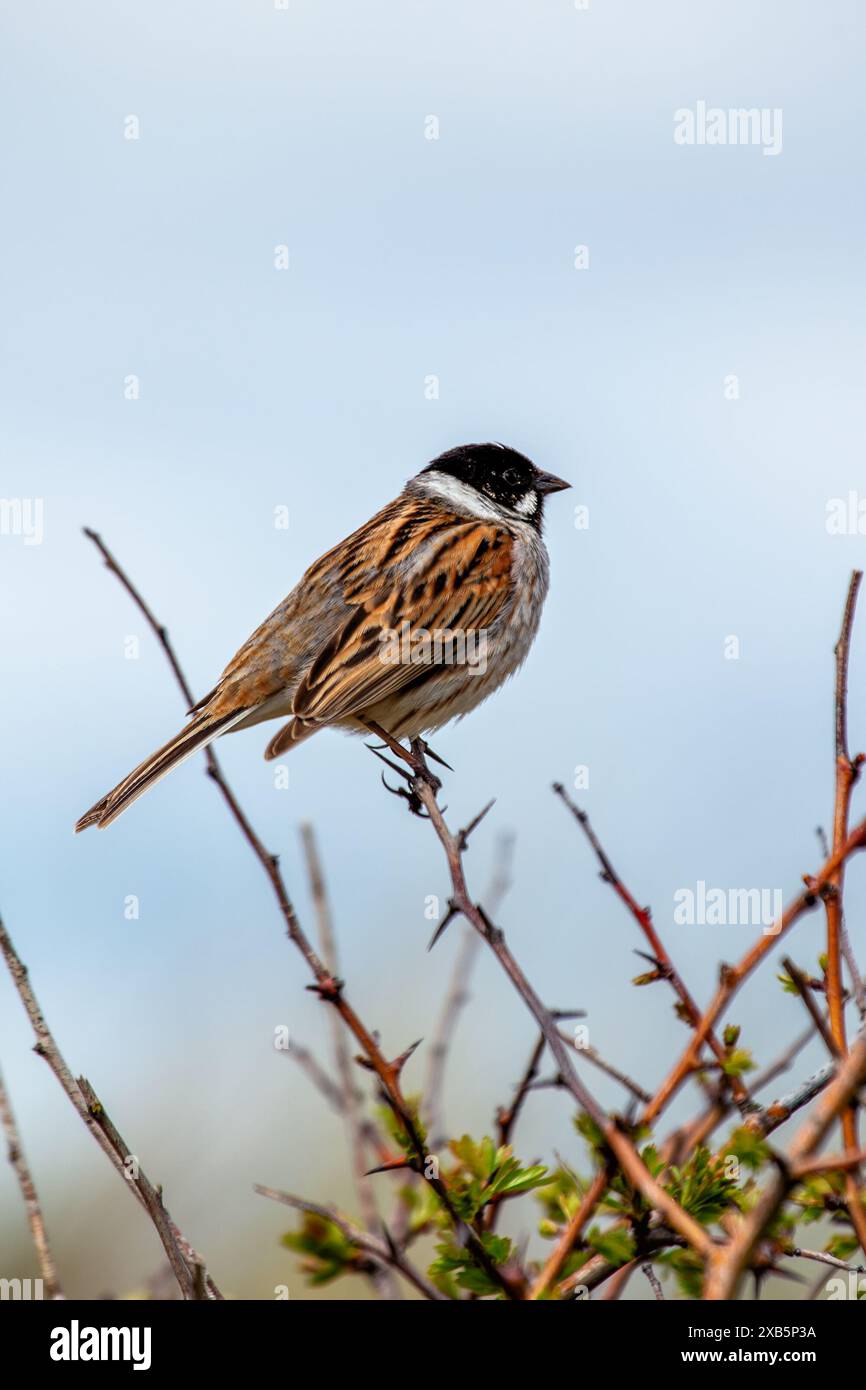 The Reed Bunting, with its striking black head and white collar, was ...