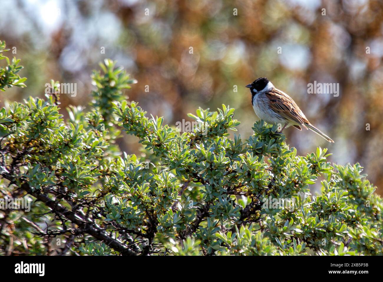 The Reed Bunting, with its striking black head and white collar, was ...
