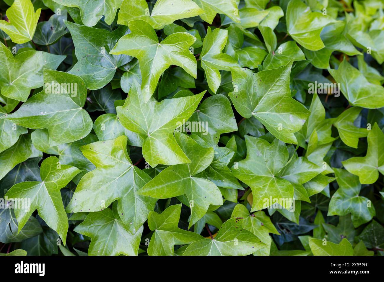 Green shrub ivy hedge, fresh green leaves for texture background. Lush ...