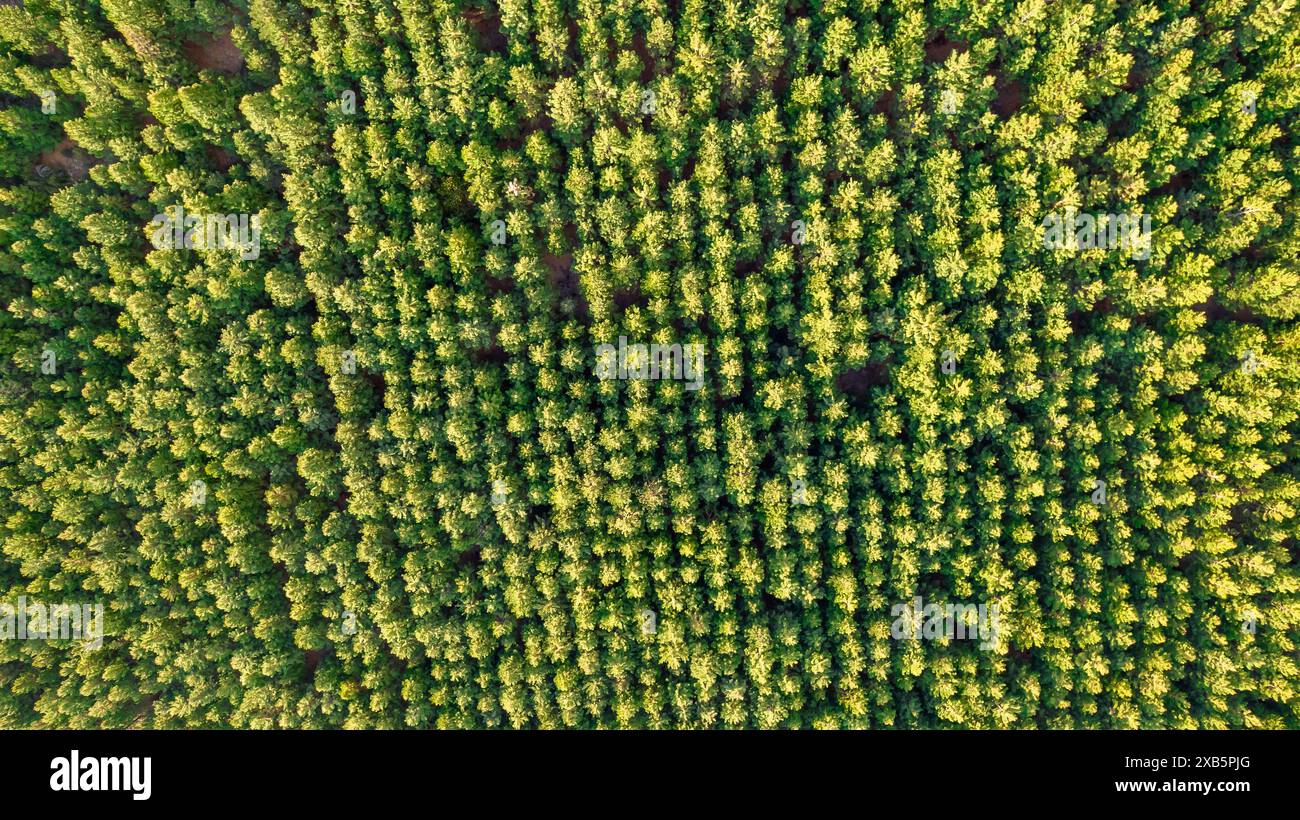 Spruce forest plantation aerial hi-res stock photography and images - Alamy