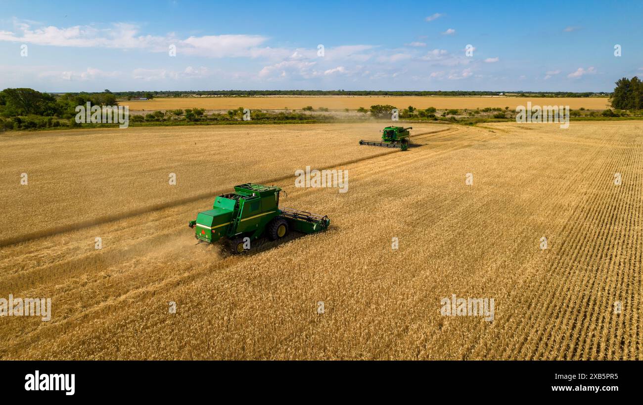 Aerial view of combine harvesters working during the harvest season in ...