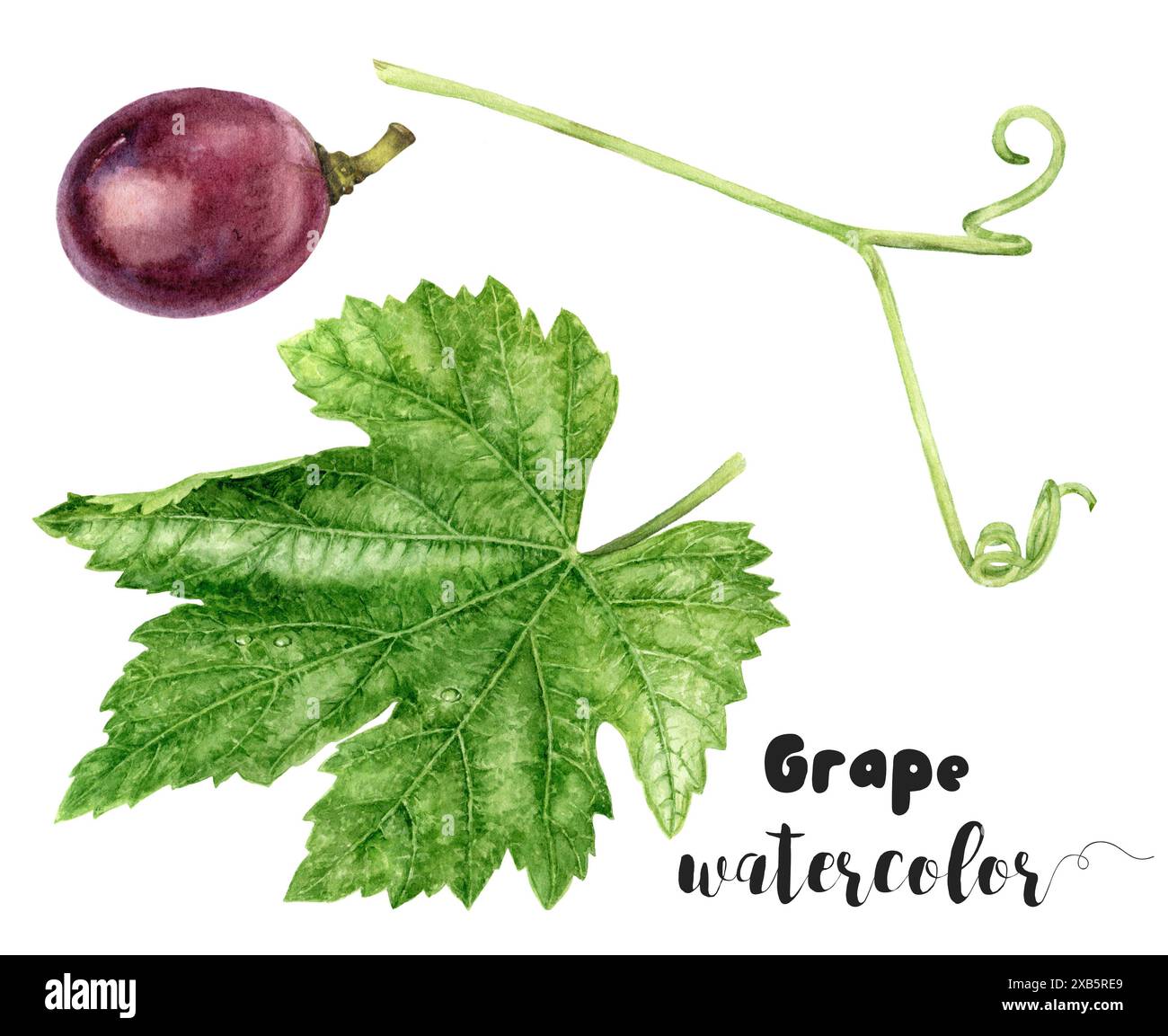 Watercolor Grape Illustration Realistic Art is detailed artwork of nature and organic elements ...