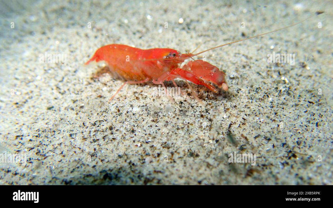 Red pistol snapping shrimp - Alpheus macrocheles Stock Photo - Alamy