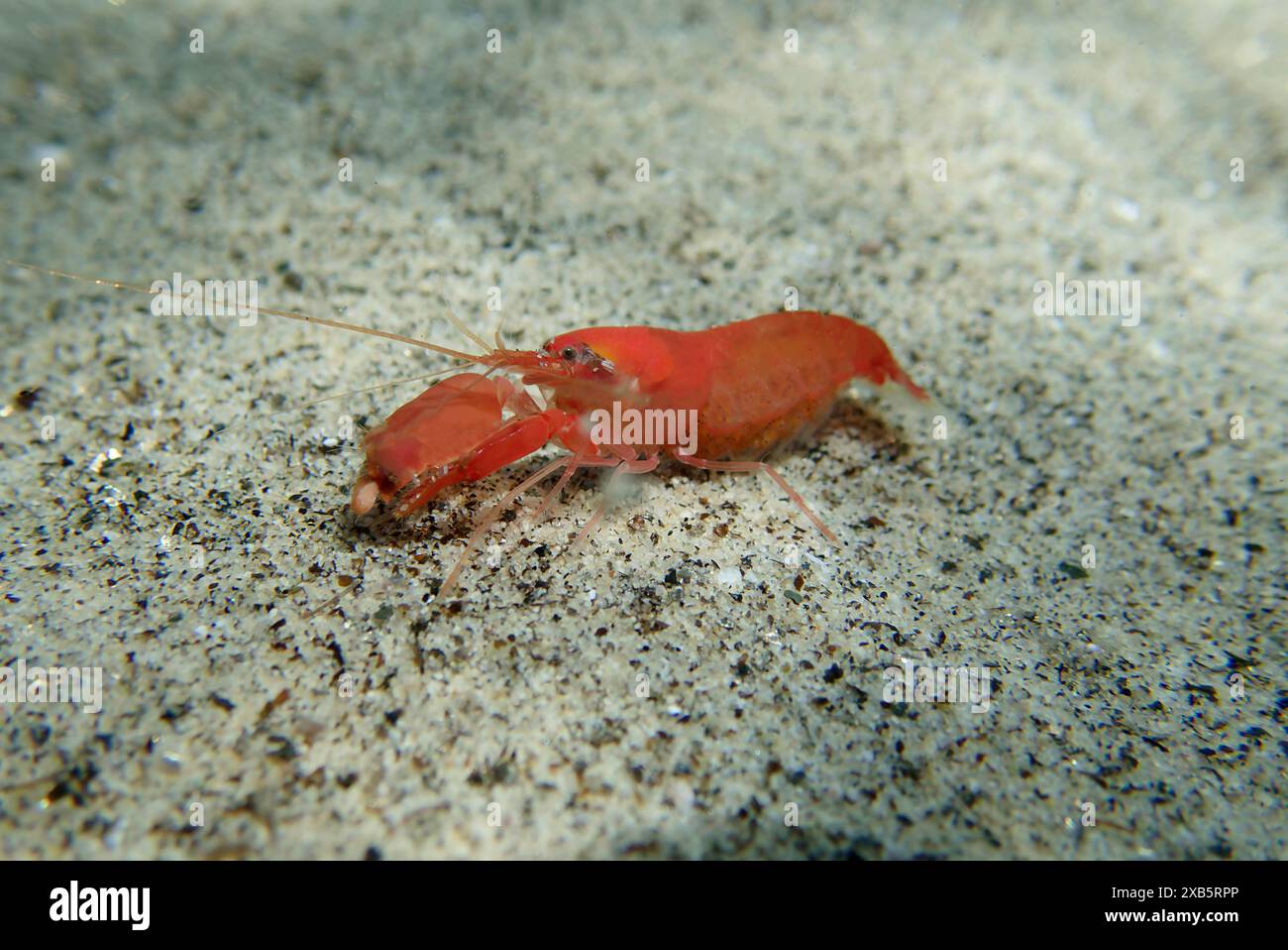 Red pistol snapping shrimp - Alpheus macrocheles Stock Photo - Alamy