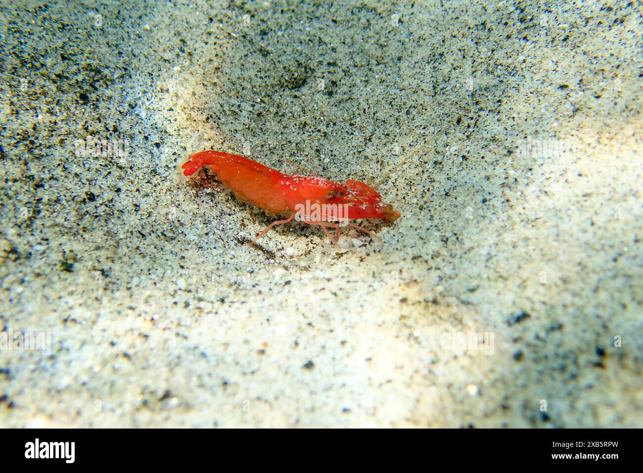 Red pistol snapping shrimp - Alpheus macrocheles Stock Photo - Alamy