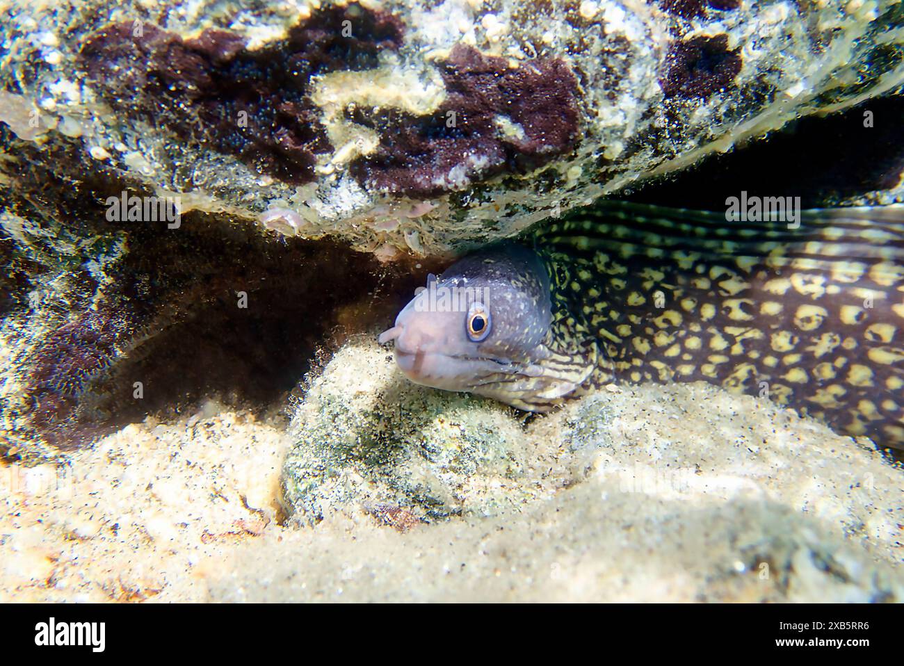 The Mediterranean moray, also known as Roman eel - (muraena helena ...