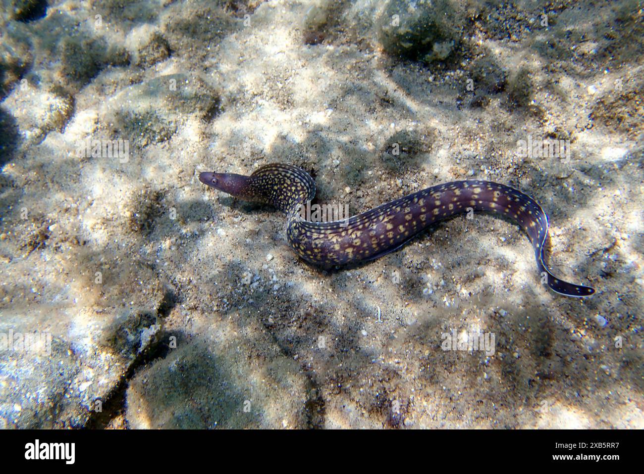 The Mediterranean moray, also known as Roman eel - (muraena helena ...