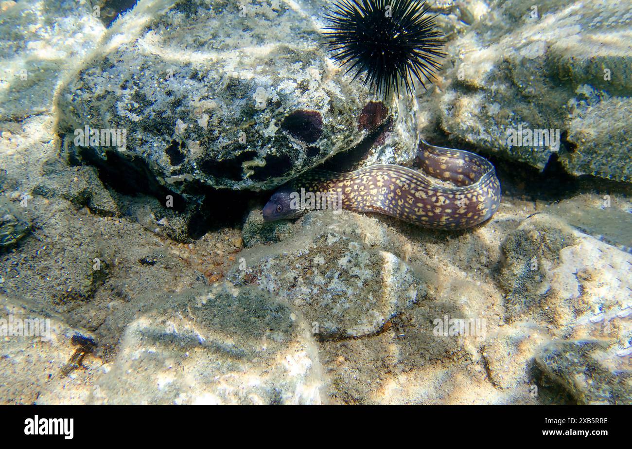 The Mediterranean moray, also known as Roman eel - (muraena helena ...