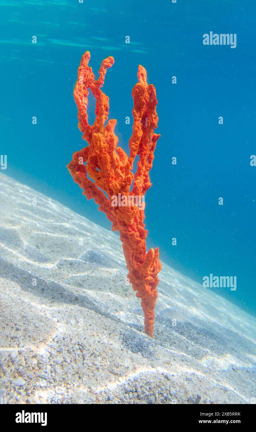 Orange Candlestick Sponge - Axinella cannabina Stock Photo - Alamy