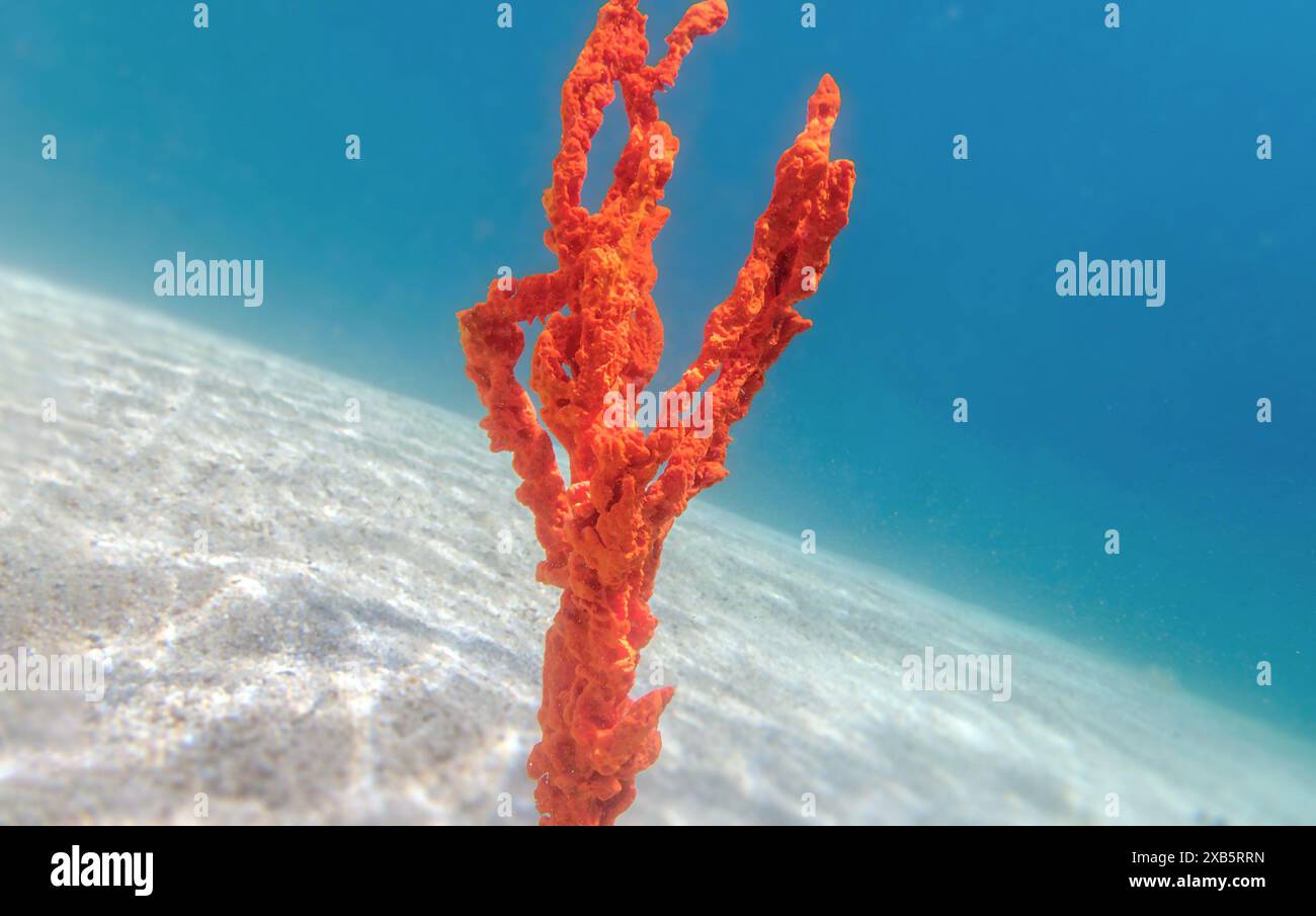 Orange candlestick sponge hi-res stock photography and images - Alamy