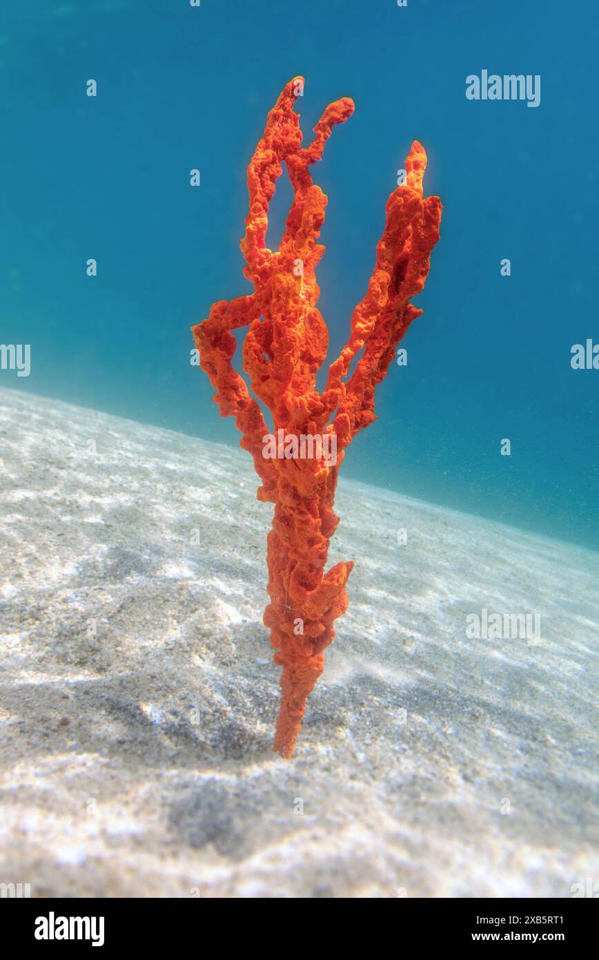 Orange Candlestick Sponge - Axinella cannabina Stock Photo - Alamy