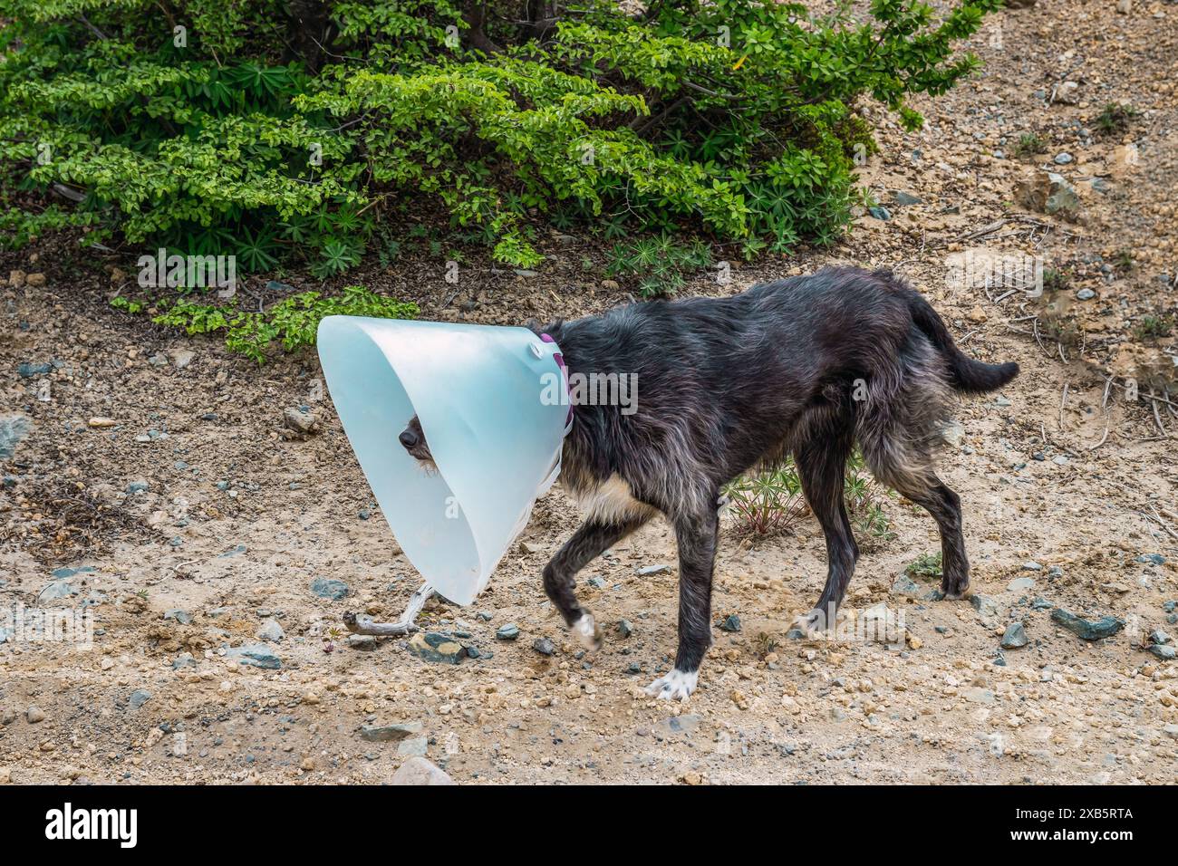 Dog cone bandage white hi-res stock photography and images - Alamy